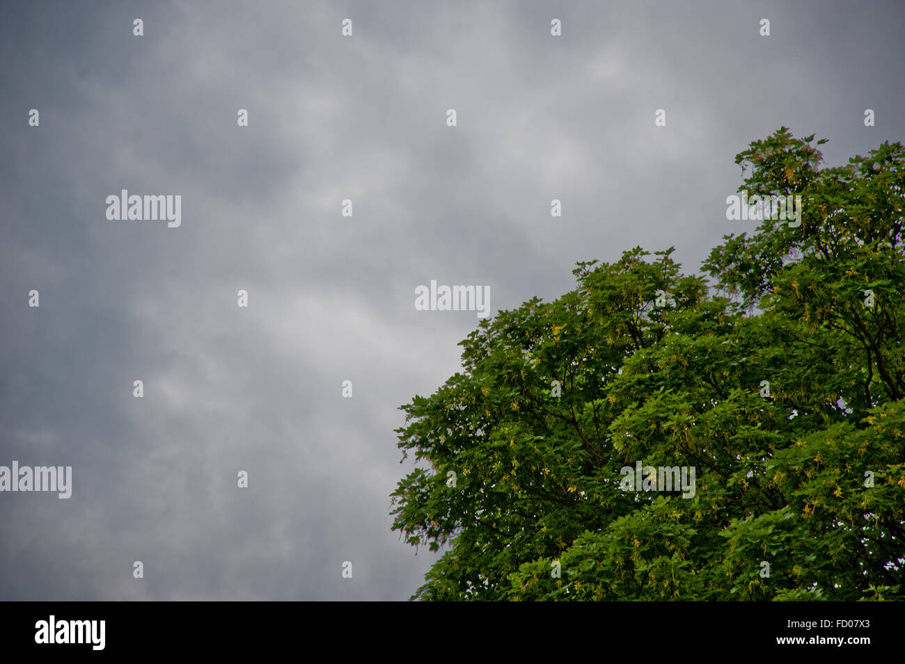 Storm clouds and tree top Stock Photo - Alamy