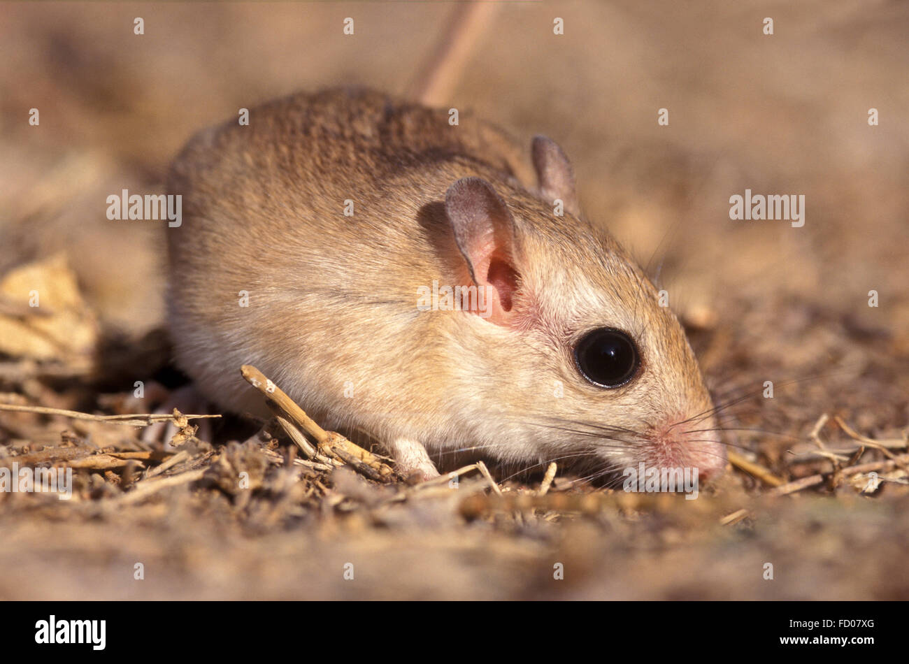 Desert Rodent