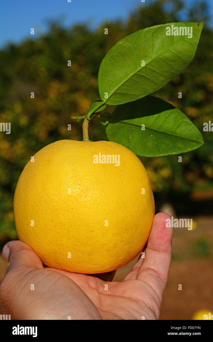 Grapefruit farm hi-res stock photography and images - Alamy