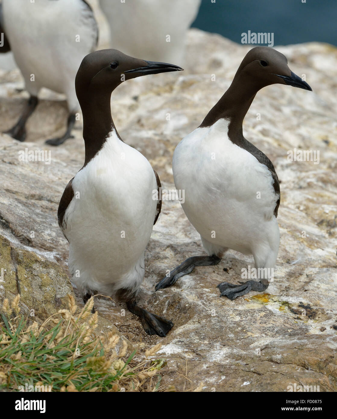 Guillemots or Common Murre - Uria aalge On cliff top Stock Photo - Alamy