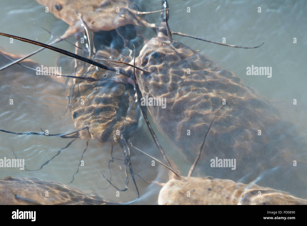 Group of catfish hi-res stock photography and images - Alamy