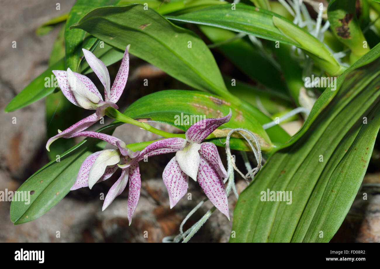 Garcia's Prostechea Orchid - Prosthechea garciana From Cloud Forests of ...