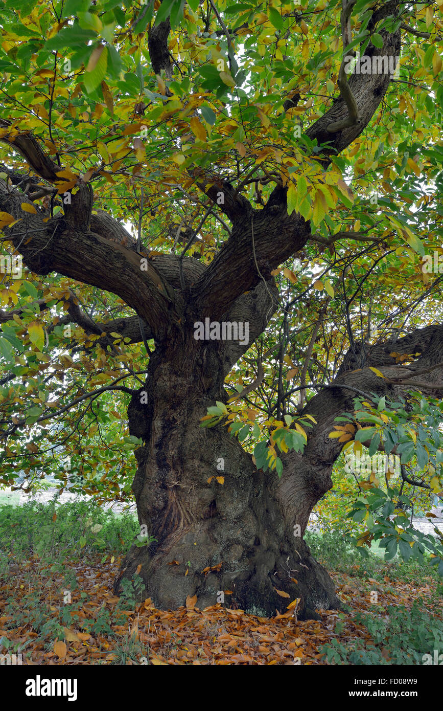 Old Chestnut Tree Stock Photos & Old Chestnut Tree Stock Images - Alamy