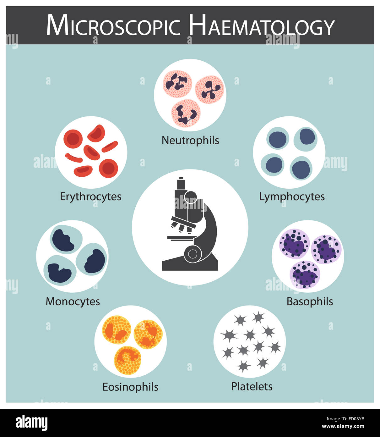 Microscopic haematology ( Red blood cells : erythrocytes )( White blood ...