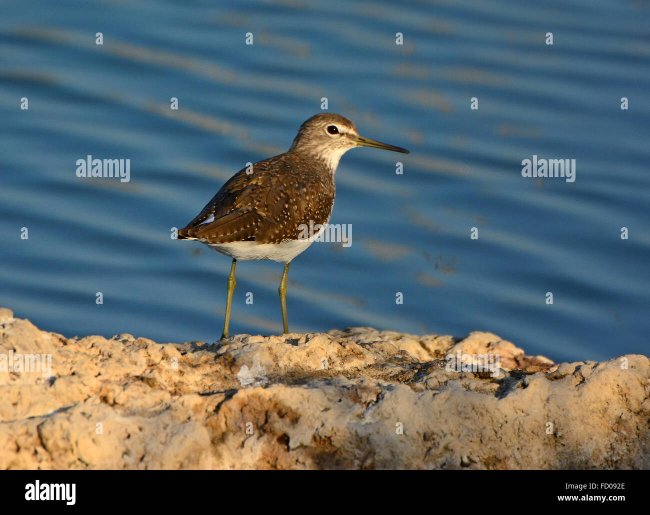 Sandpiper sand piper hi-res stock photography and images - Alamy