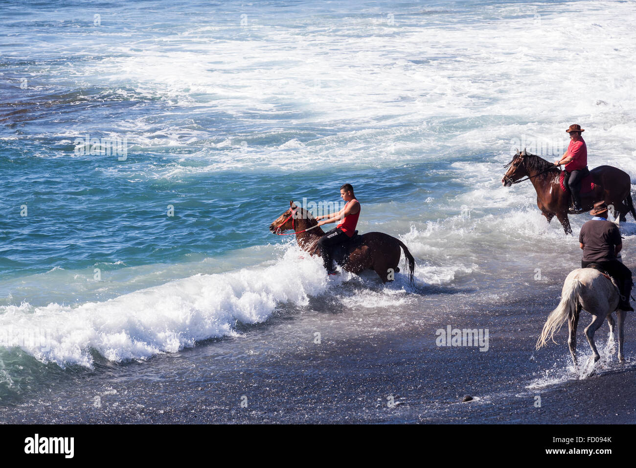 The annual ritual bathing of horses in the sea at Playa La Enramada, La Caleta, as part of the ...