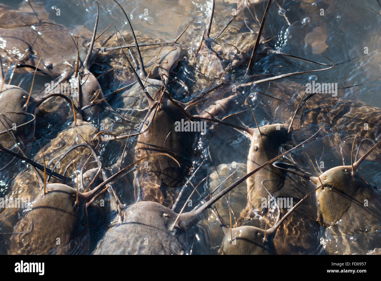 Group of catfish at Ein Afec Stock Photo - Alamy
