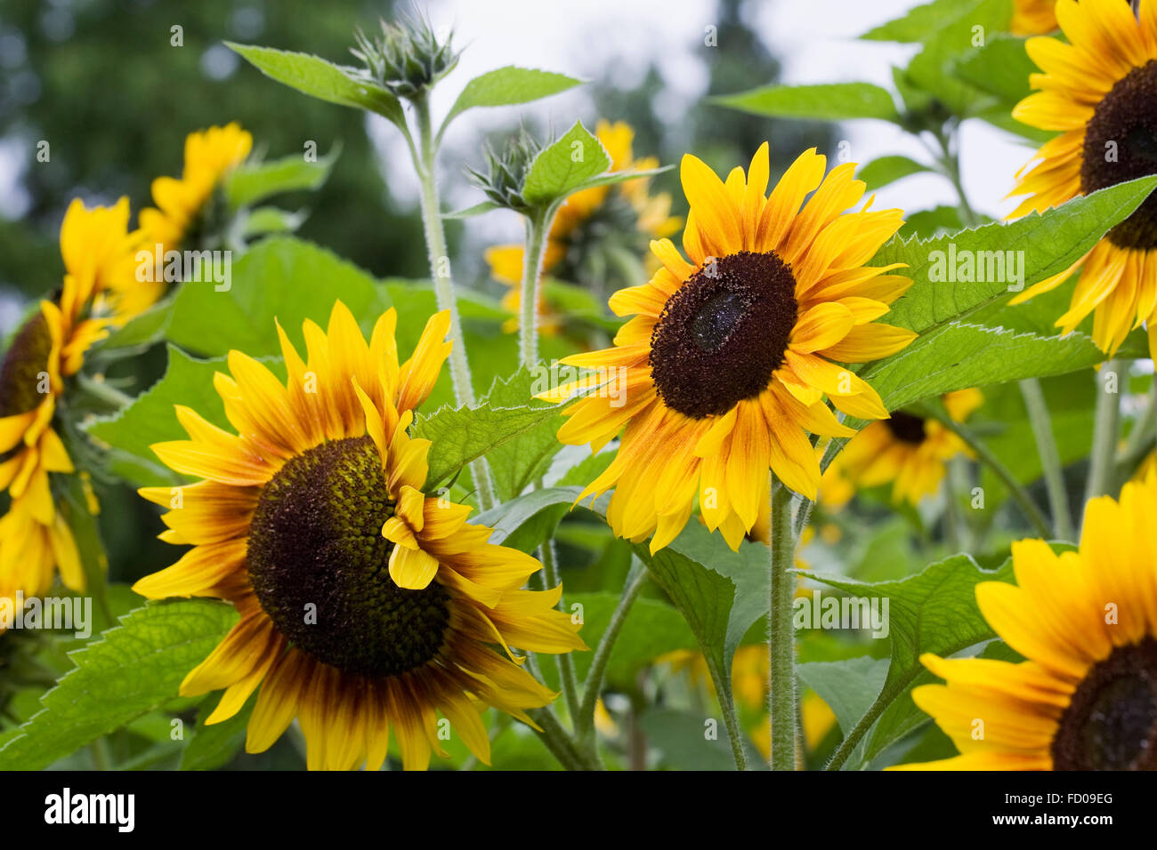 Helianthus annuus 'Solar Power' flowers Stock Photo - Alamy
