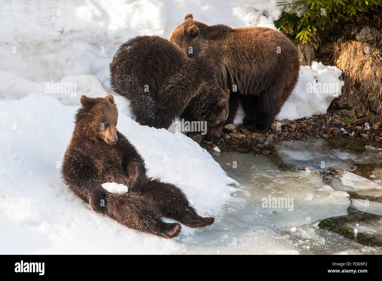 European brown bear in the snow hi-res stock photography and images - Alamy