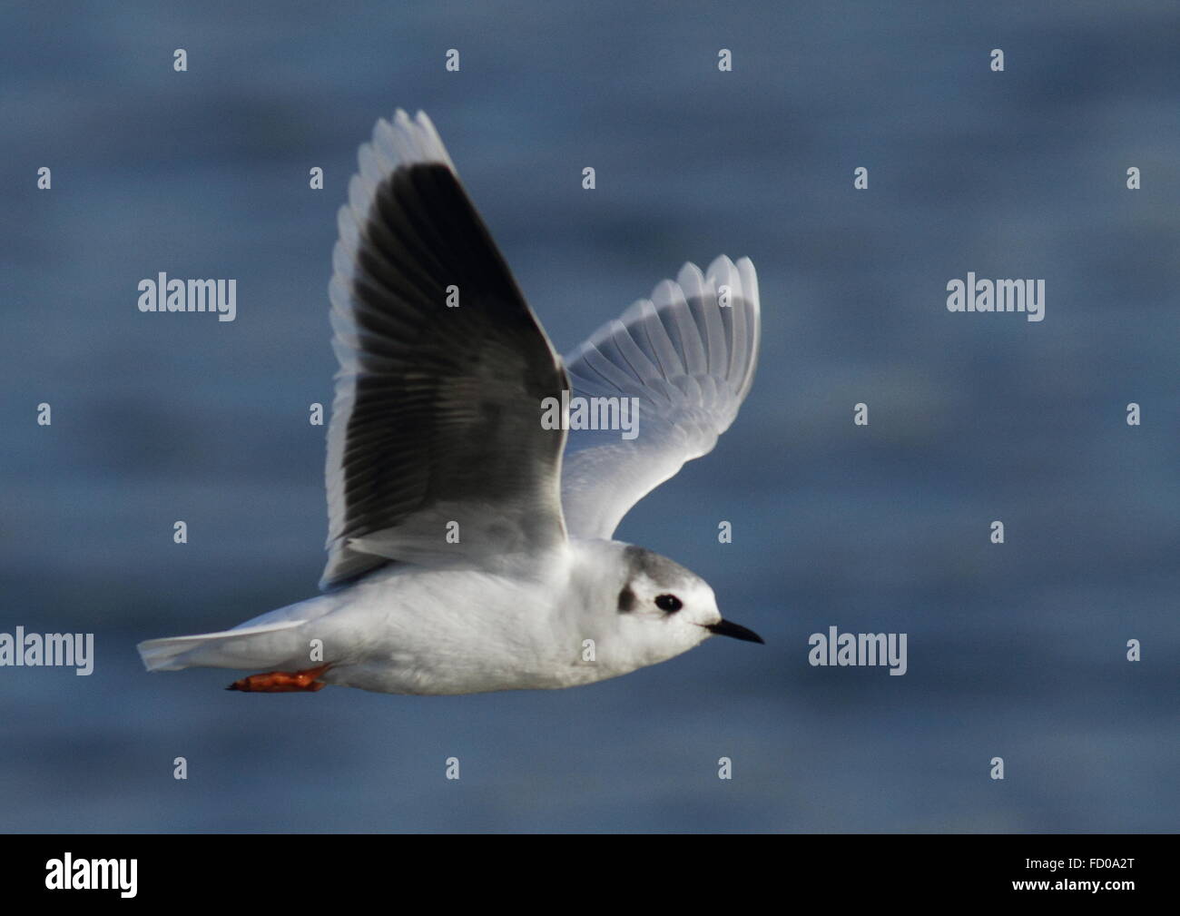 Winter Plumage Little Gull in Flight Stock Photo - Alamy