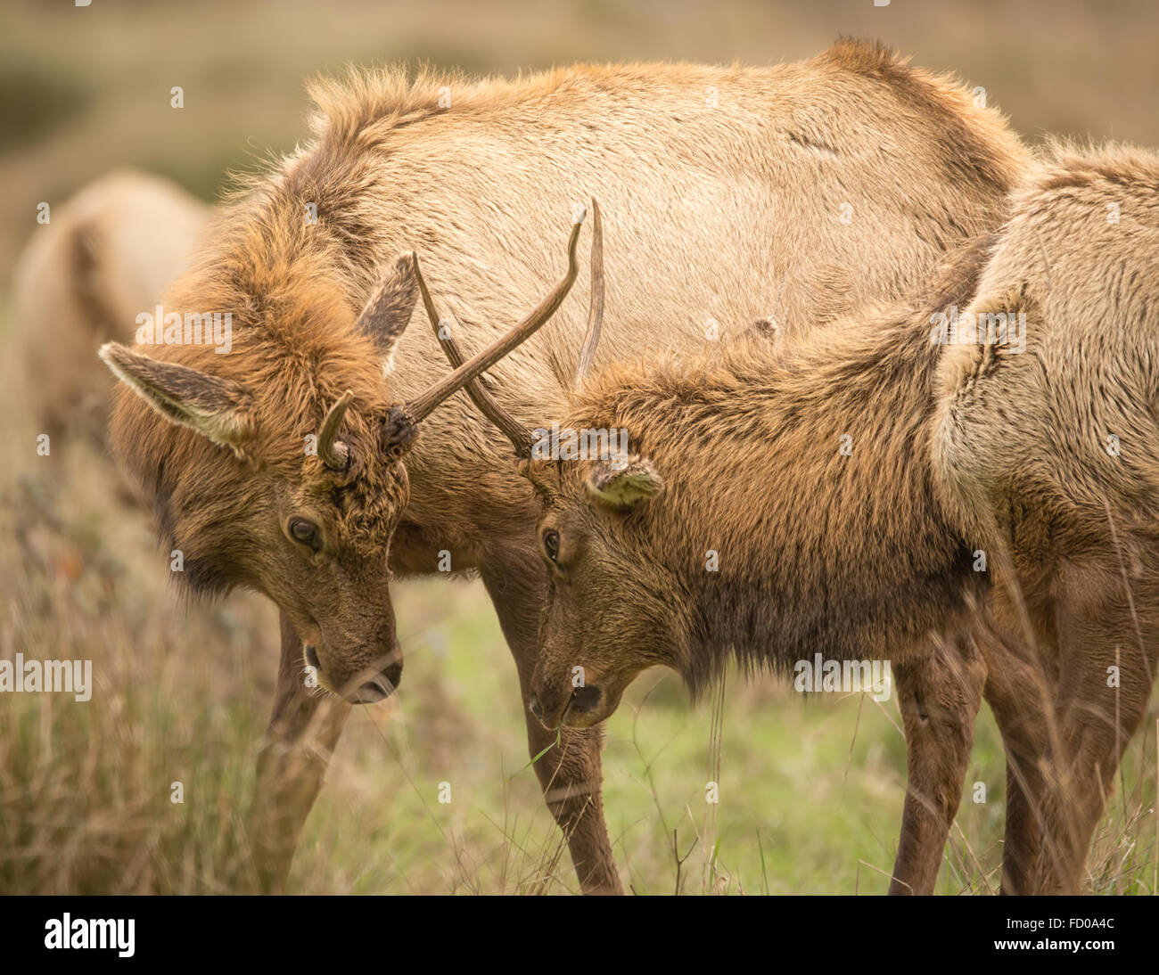 Wild Elk, Color image, California, USA Stock Photo - Alamy
