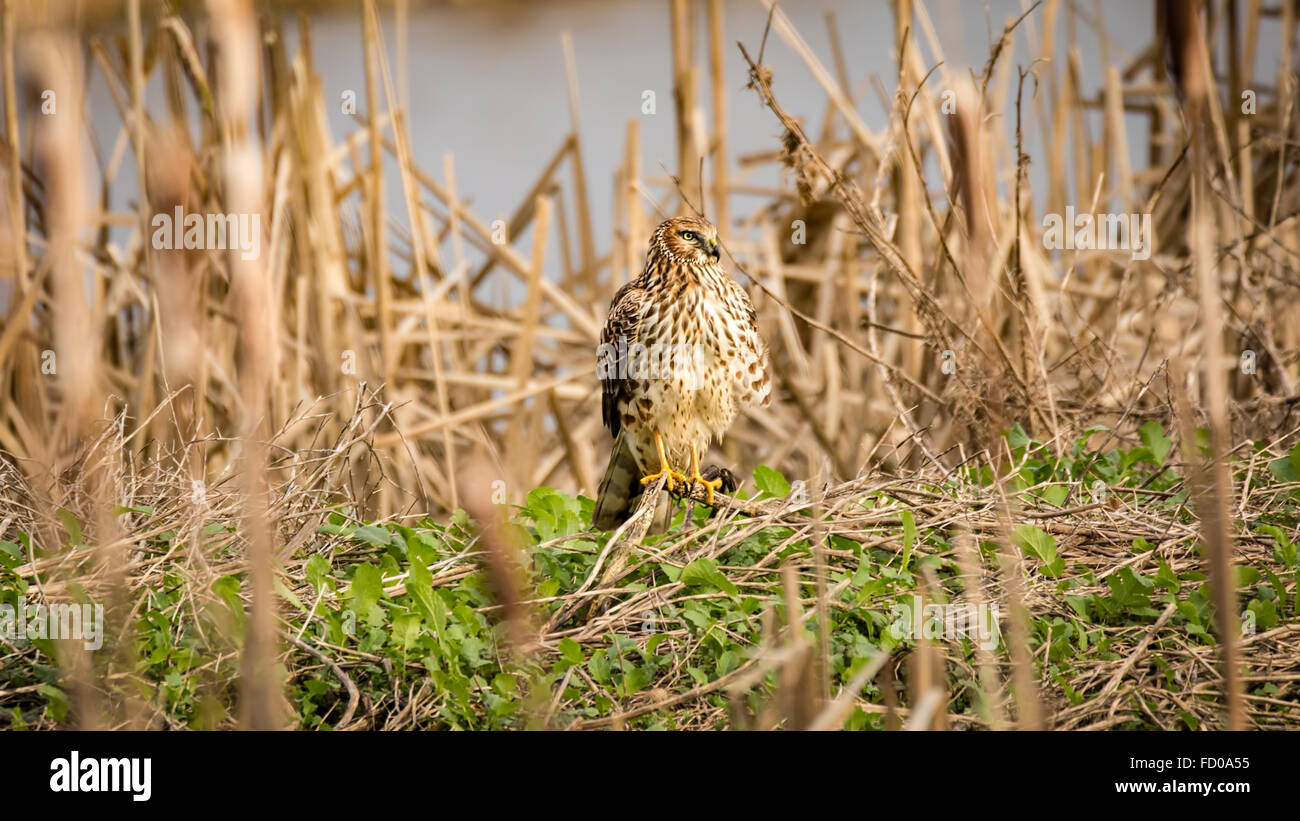 A beautiful hawk. Day, color image Stock Photo - Alamy