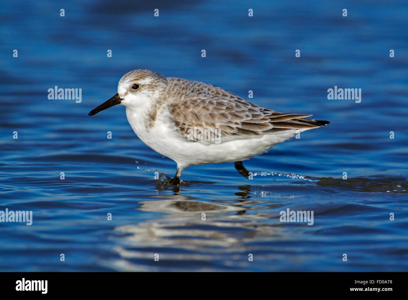 Sanderling winter running hi-res stock photography and images - Alamy