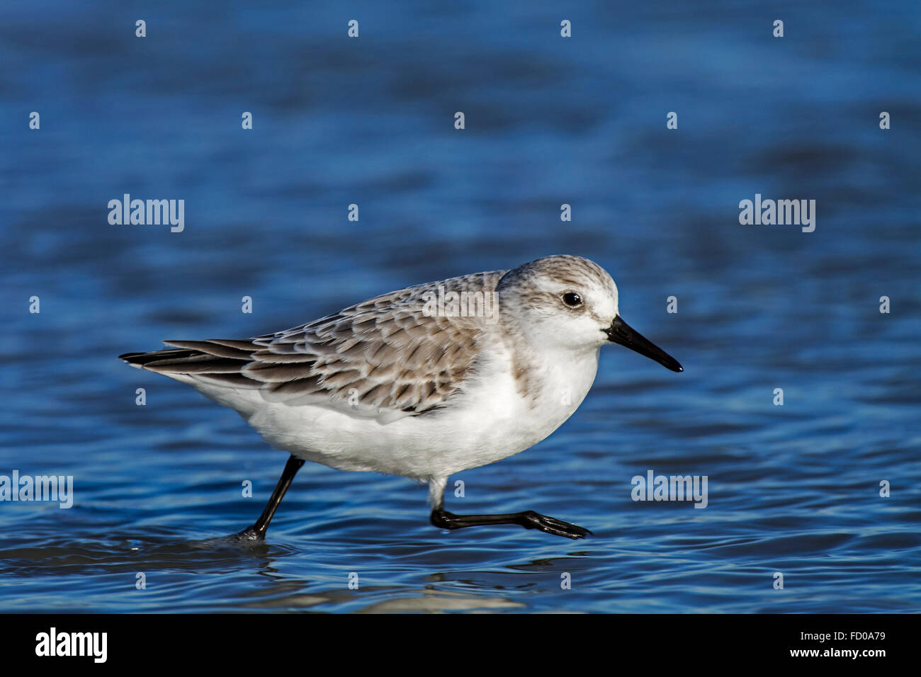 Sanderling (Calidris alba) in non-breeding plumage running along the ...