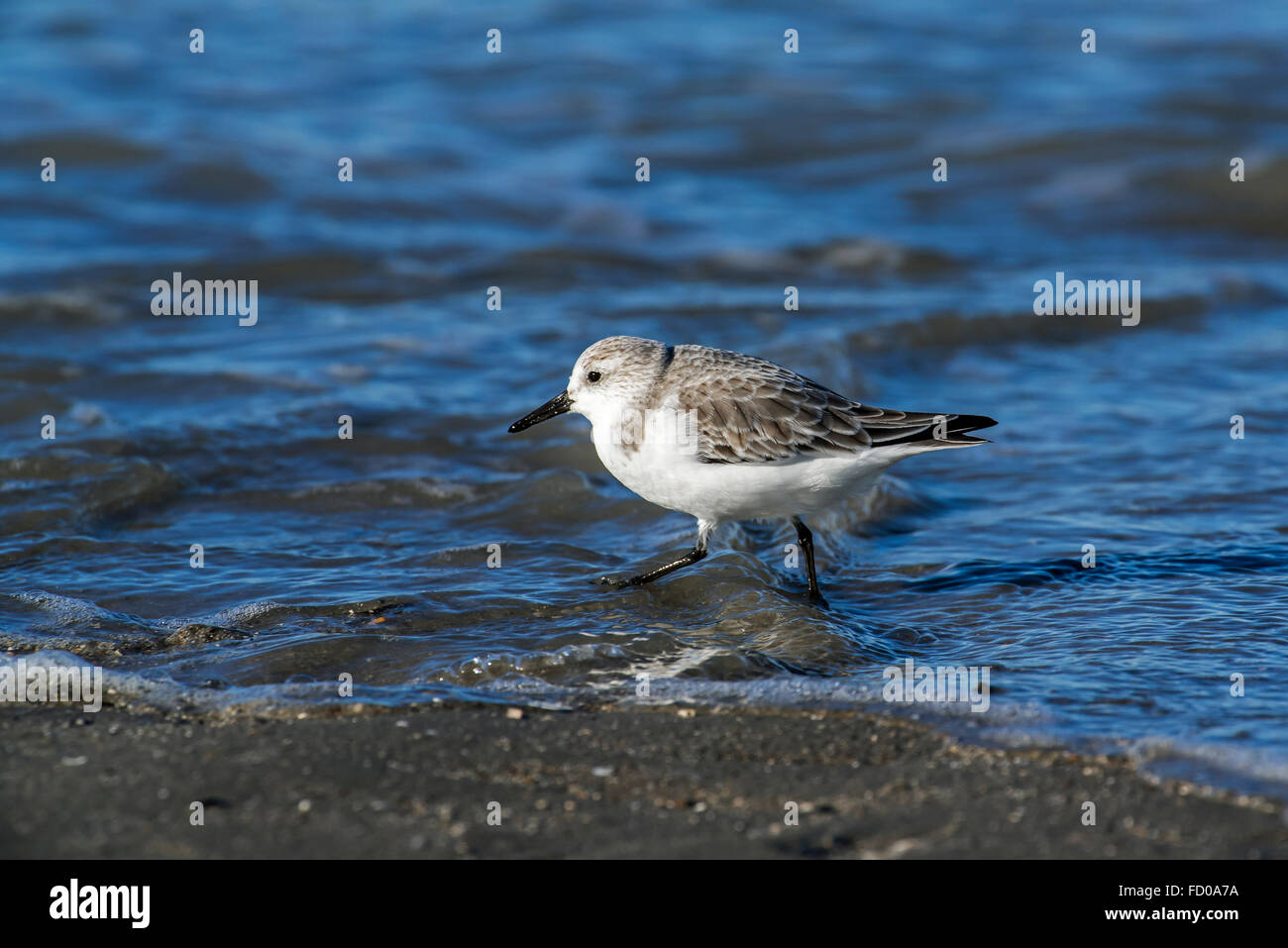 Sanderling running shoreline hi-res stock photography and images - Alamy