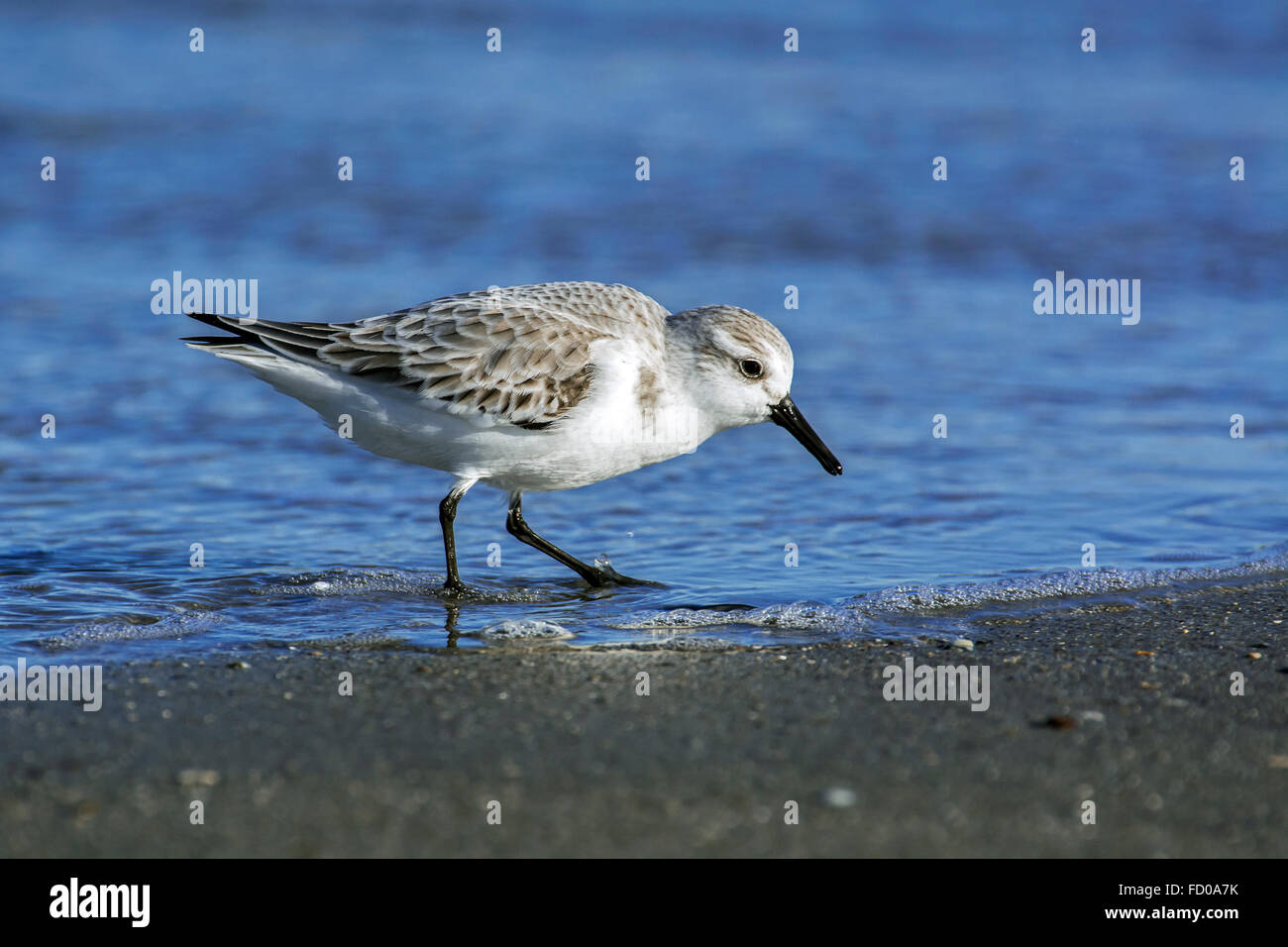 Sanderling (Calidris alba) in non-breeding plumage foraging at the edge ...