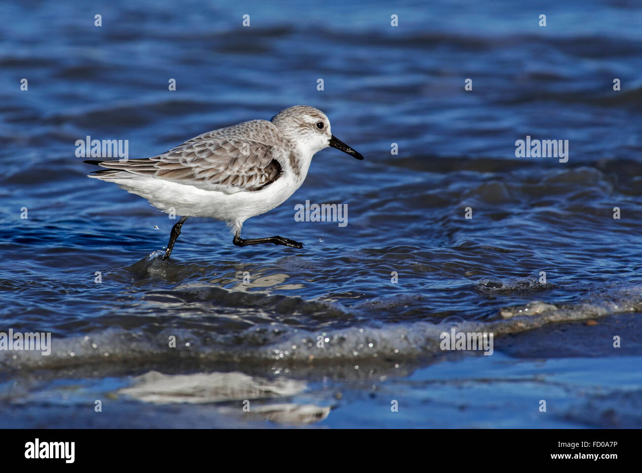 Sanderling uk winter hi-res stock photography and images - Alamy