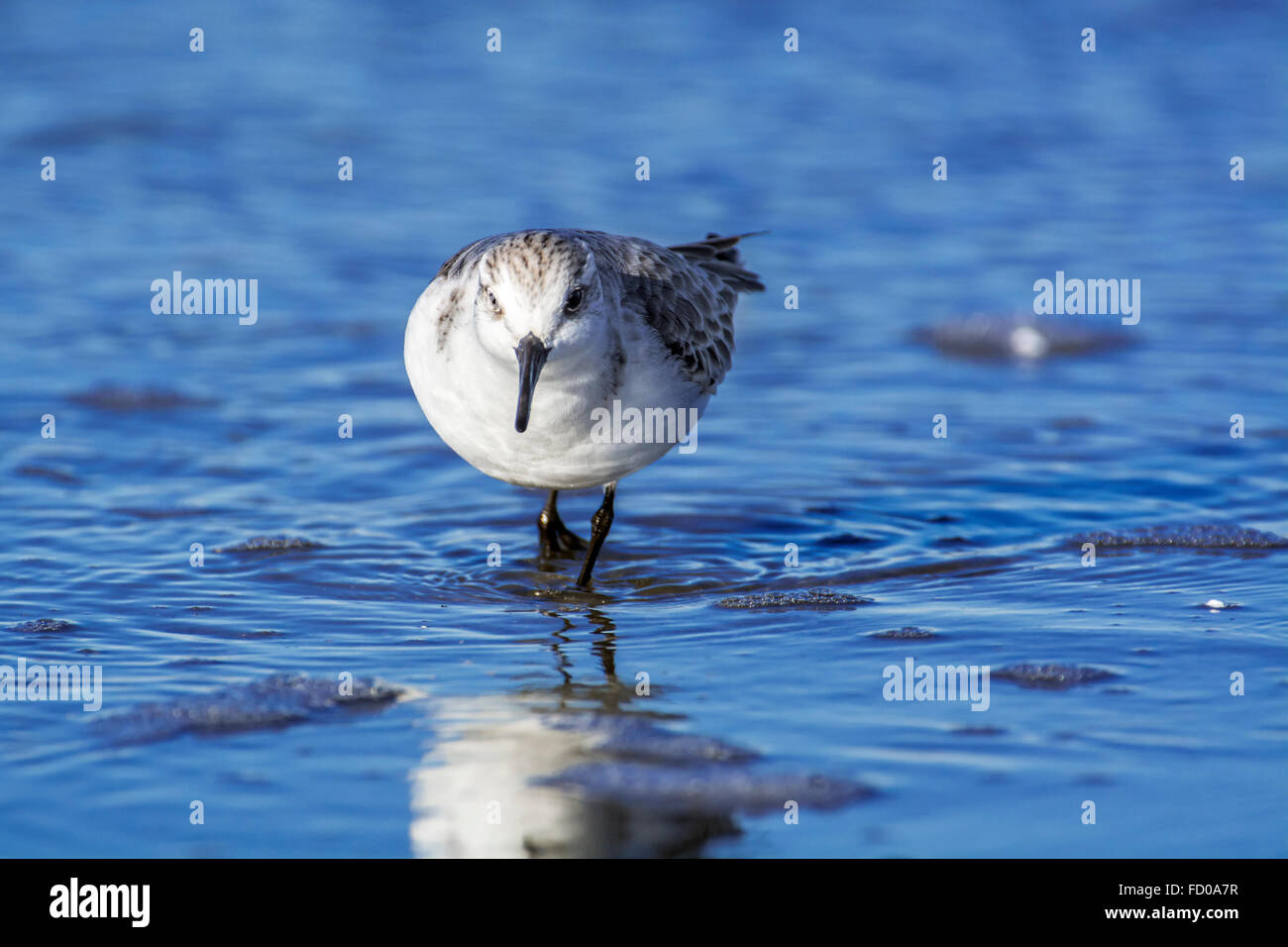 Sanderling (Calidris alba) in non-breeding plumage foraging at the edge ...