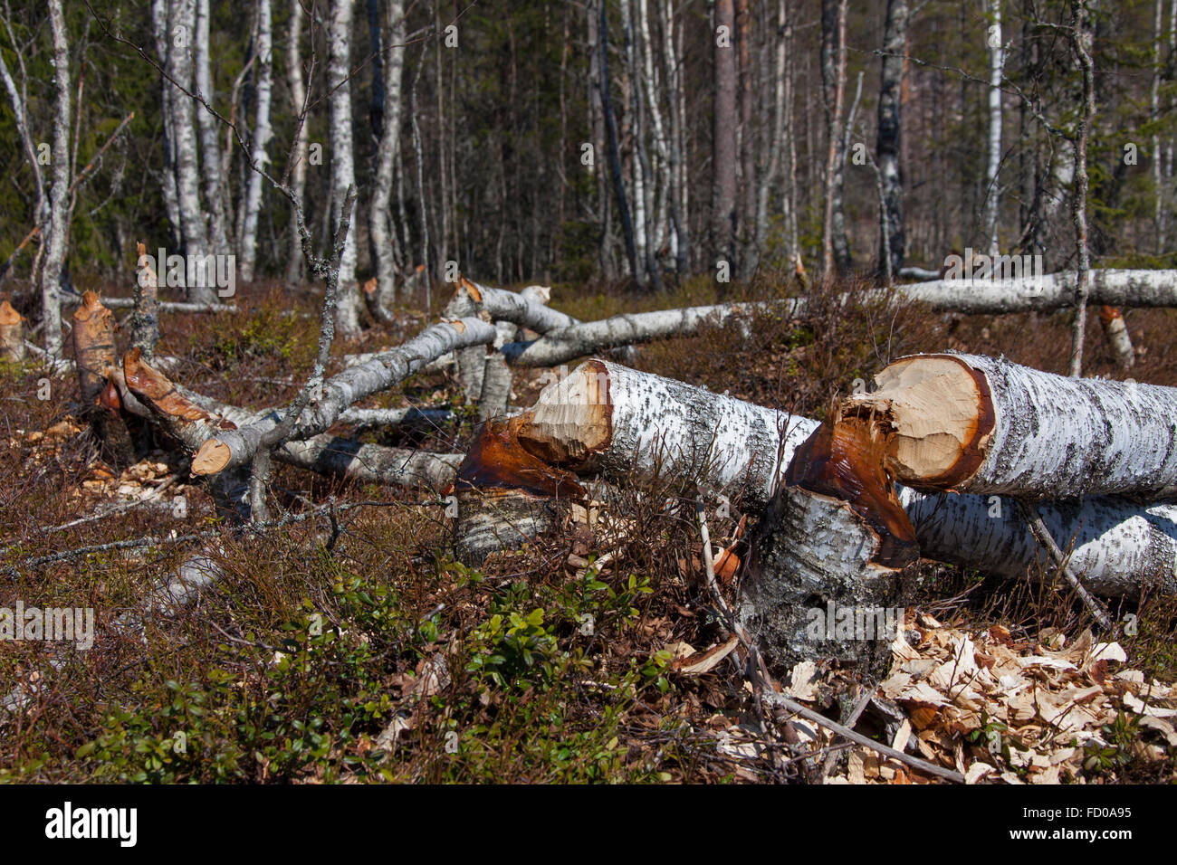 Felled birch trees by Eurasian beaver / European beaver (Castor fiber ...