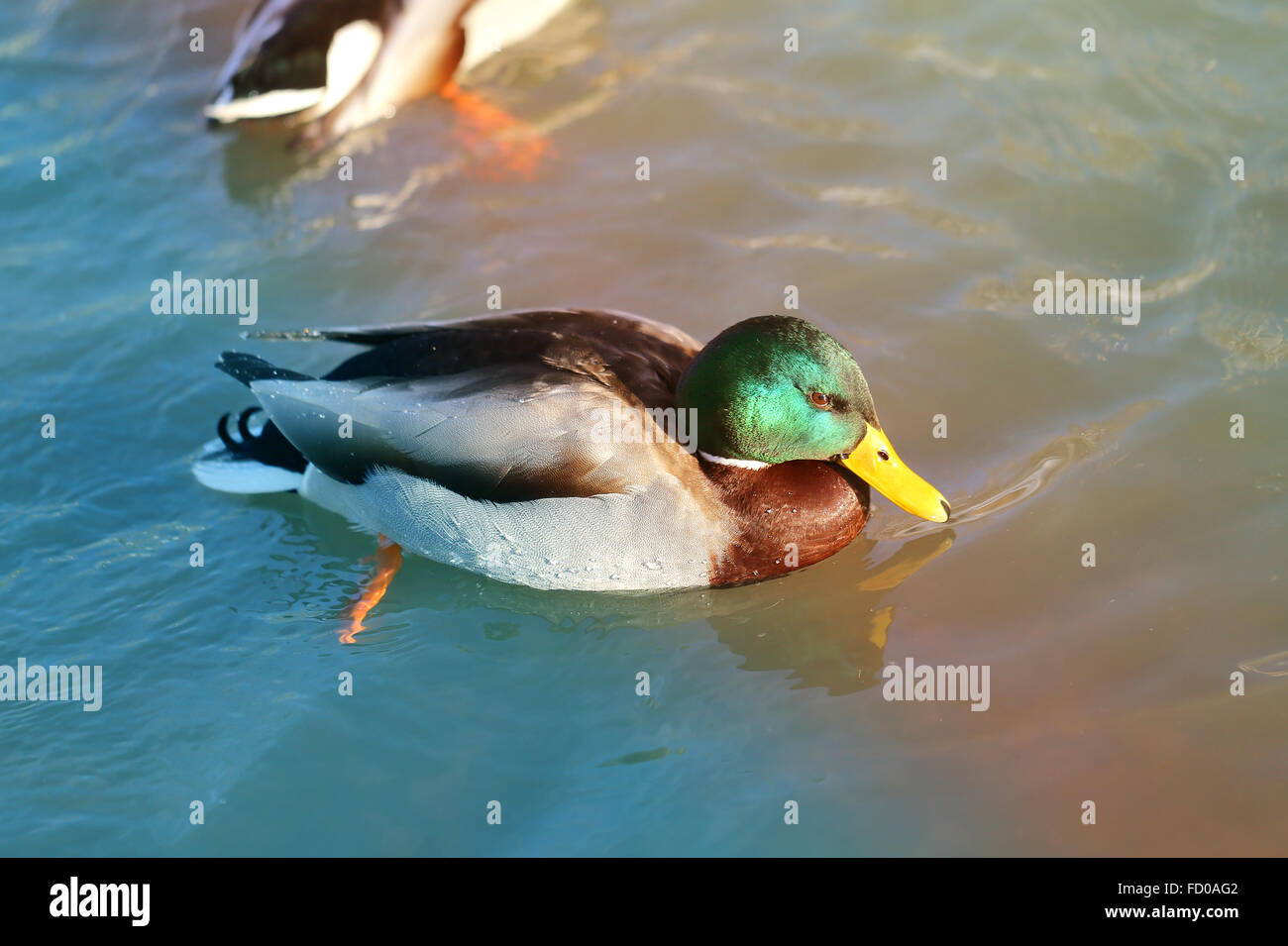 Floating duck hi-res stock photography and images - Alamy
