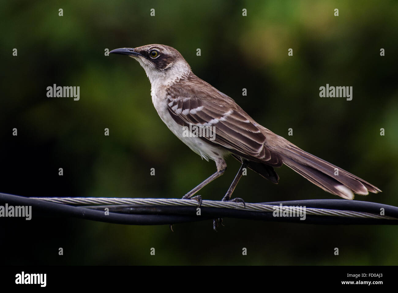 A galapagos mockingbird (Mimus parvulus) perches on some wires on the ...