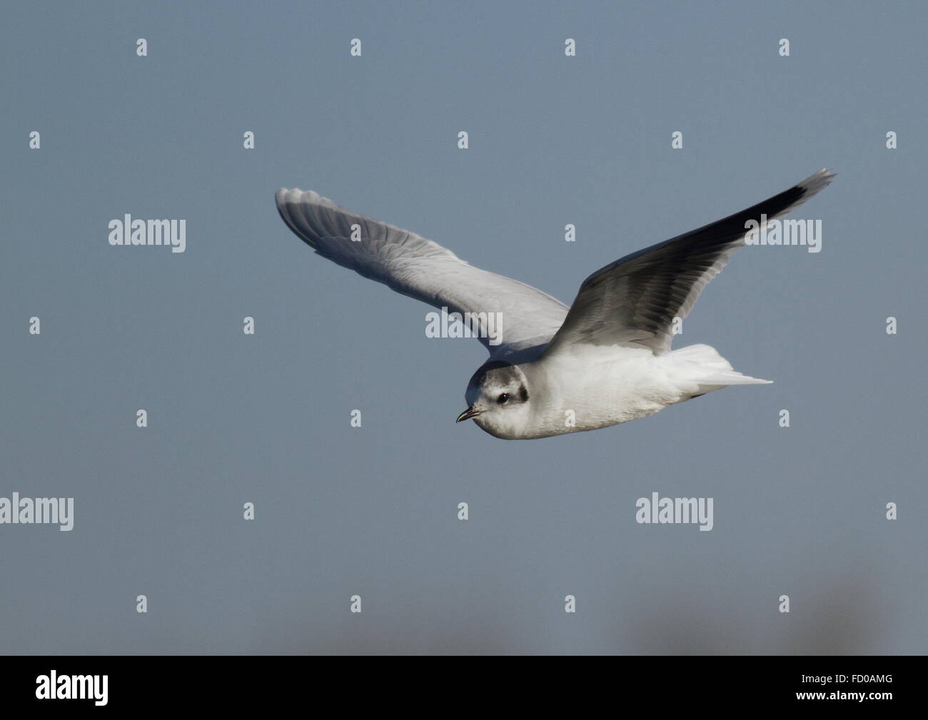 Winter Plumage Little Gull in Flight Stock Photo - Alamy