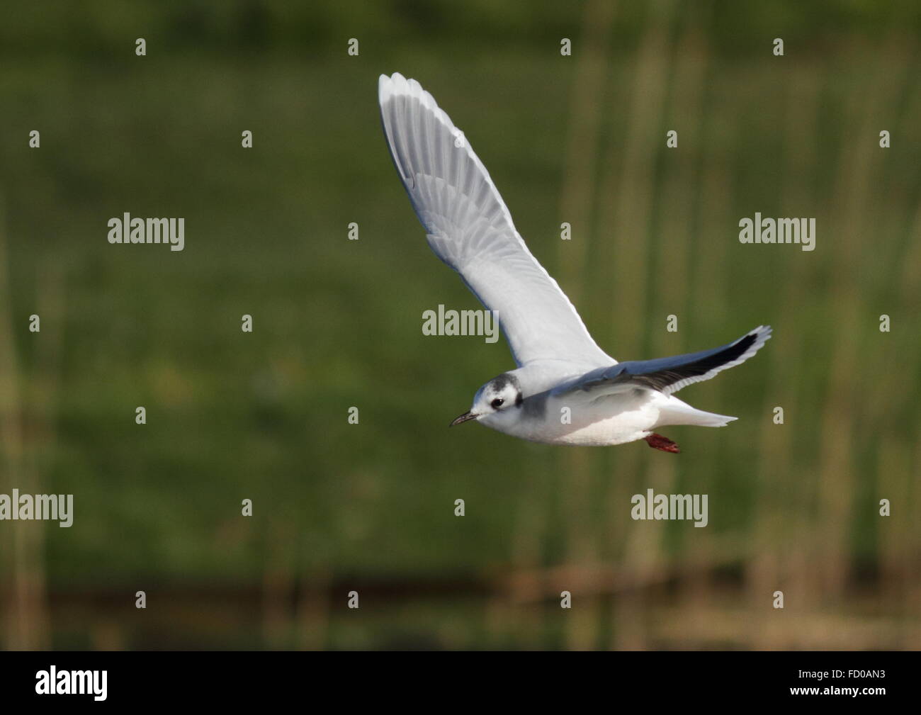 Winter Plumage Little Gull in Flight Stock Photo - Alamy