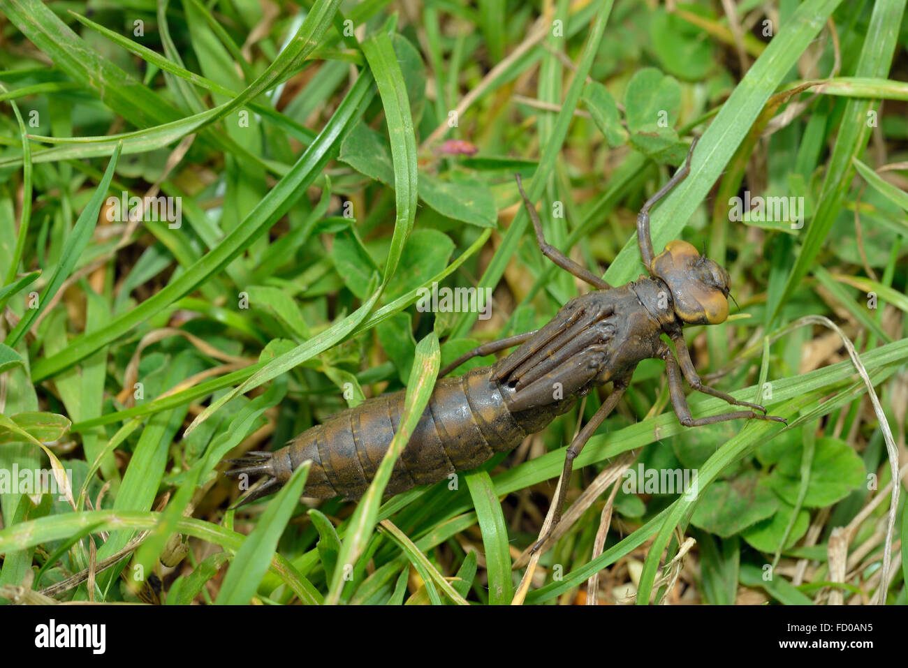 Dragonfly nymph hi-res stock photography and images - Alamy