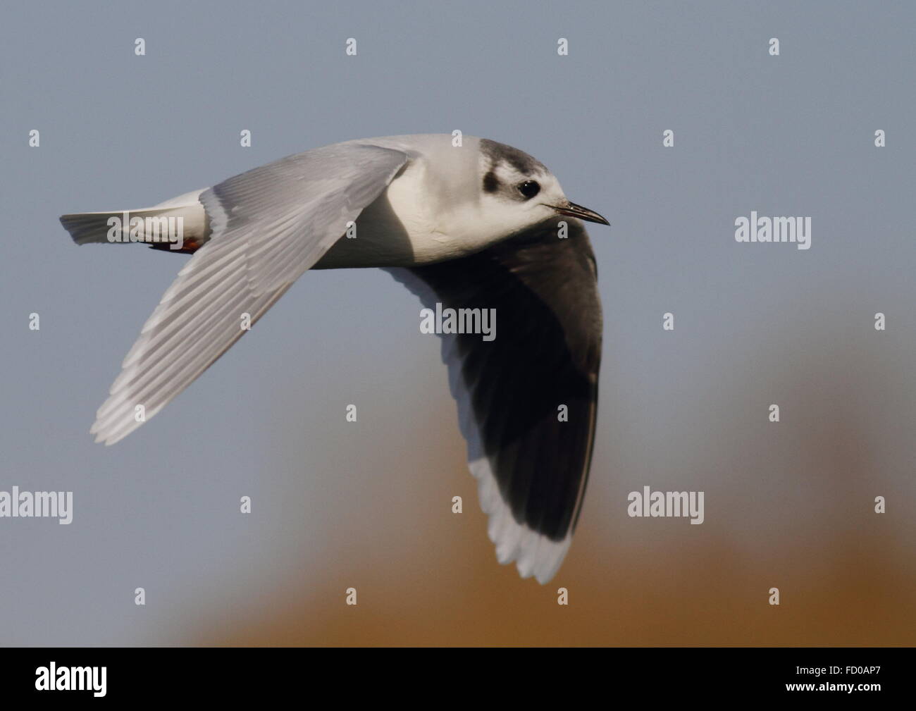Winter Plumage Little Gull in Flight Stock Photo - Alamy