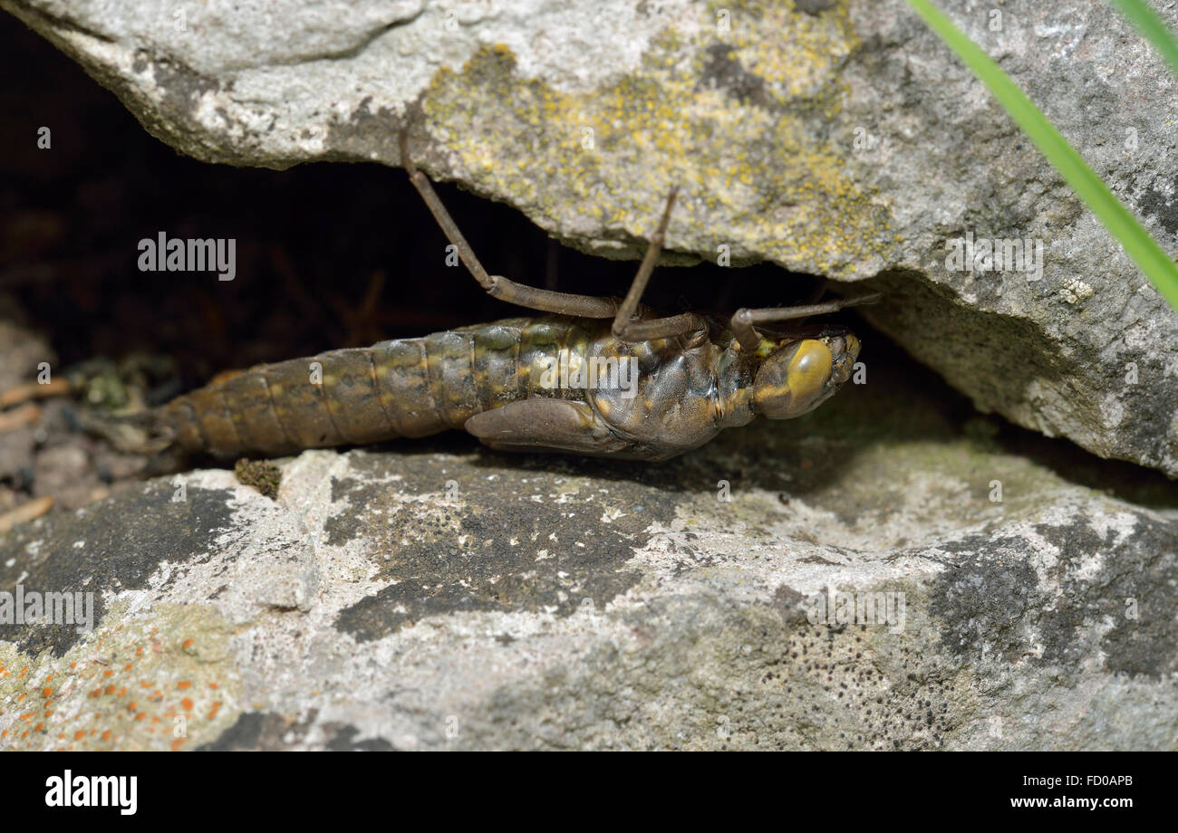 Dragonfly nymph larvae hi-res stock photography and images - Alamy
