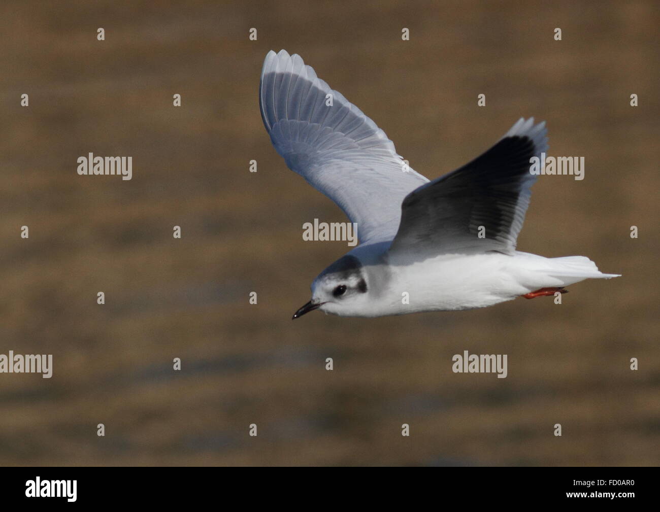Winter Plumage Little Gull in Flight Stock Photo - Alamy