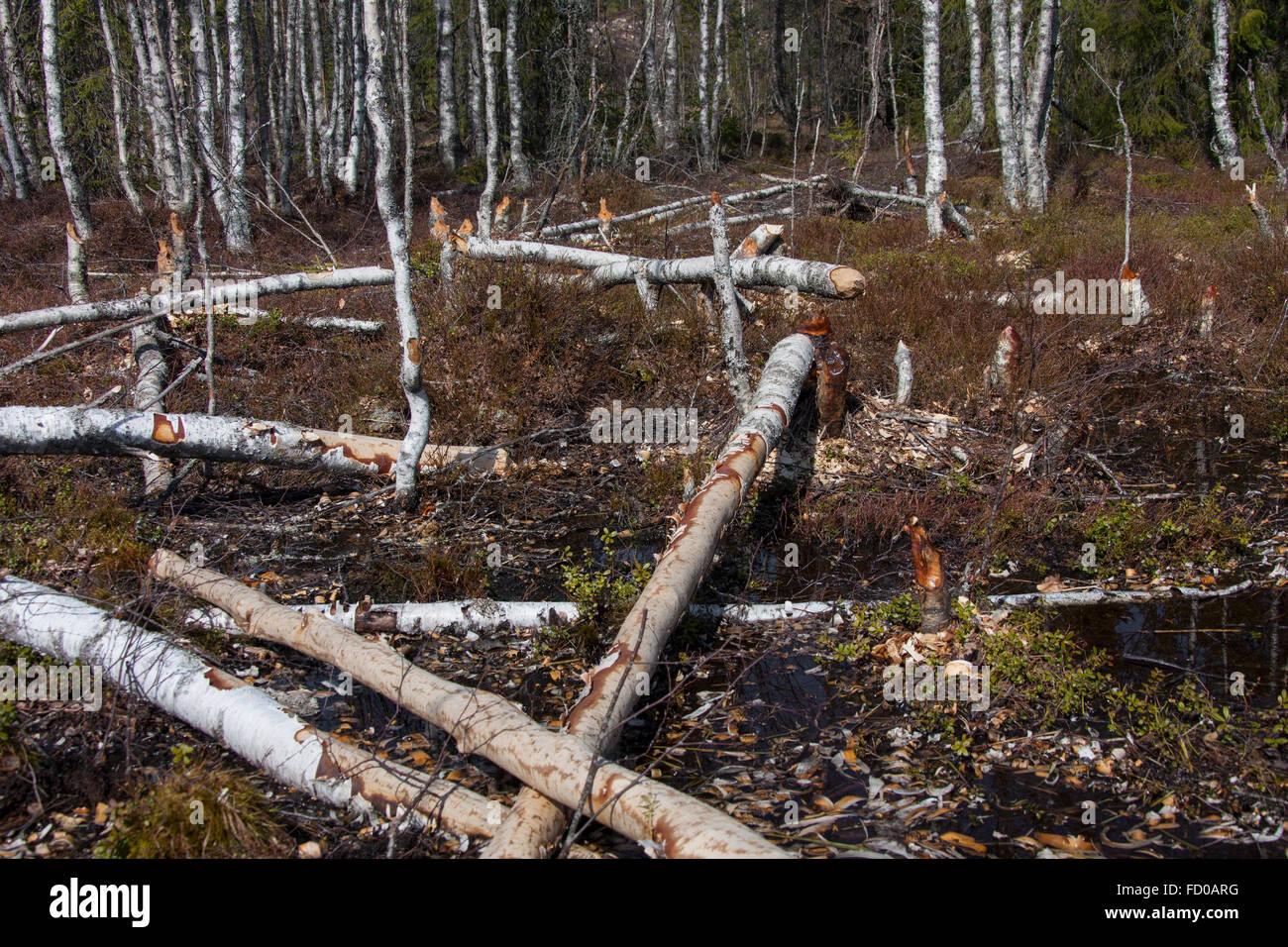 Felled birch trees by Eurasian beaver / European beaver (Castor fiber ...