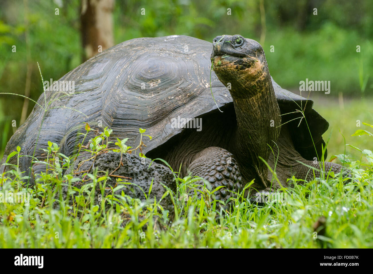 A galapagos tortoise raises his head up from the grass to survey his ...