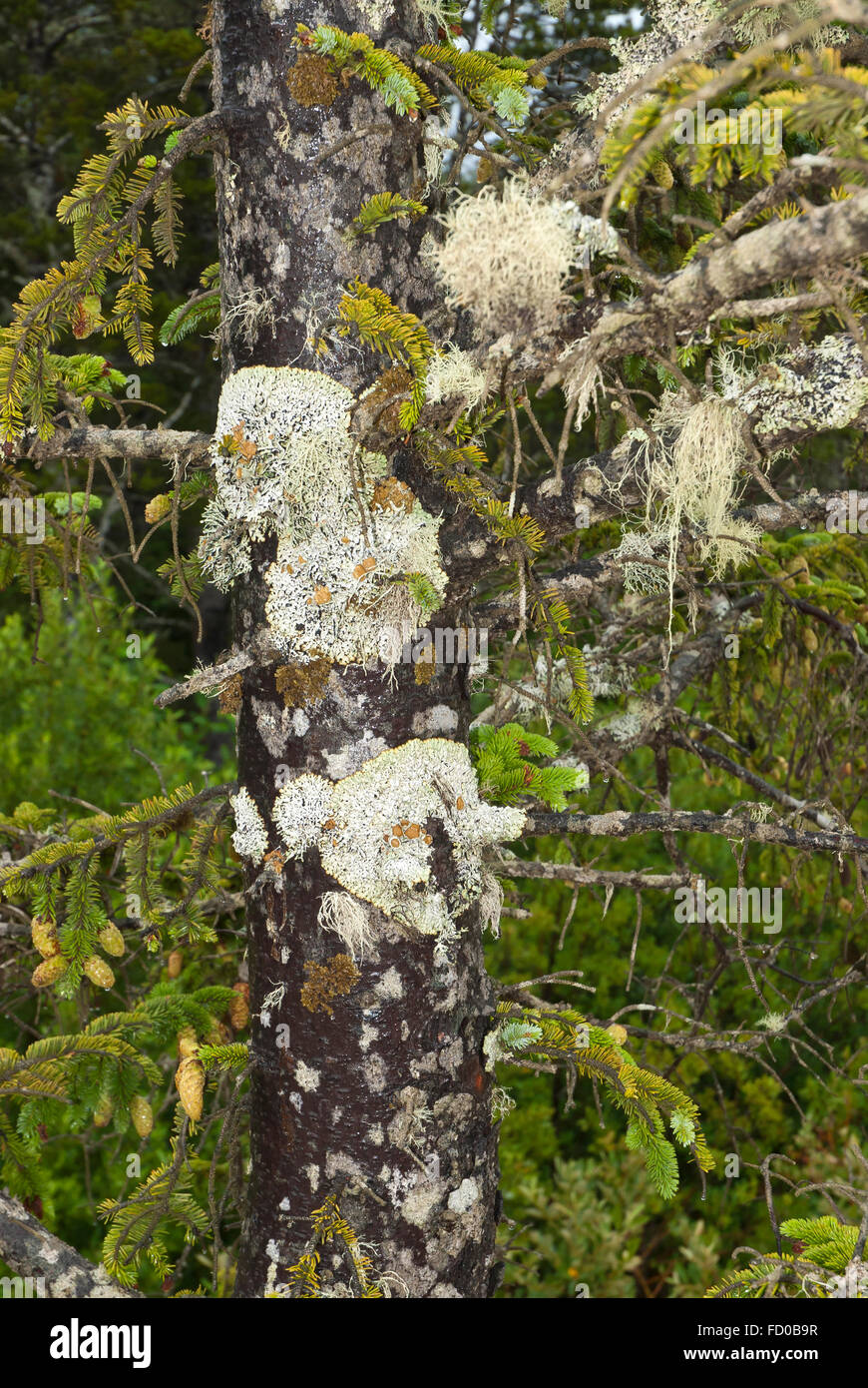 Lichen tree hi-res stock photography and images - Alamy