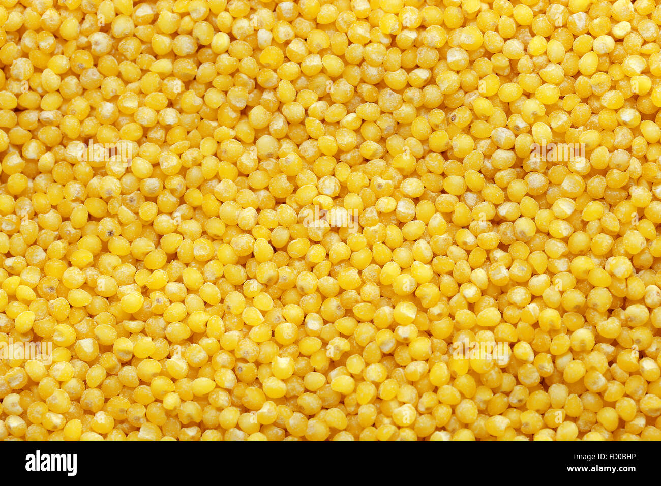 Millet millet photographed close up, the texture of the millet on the ...