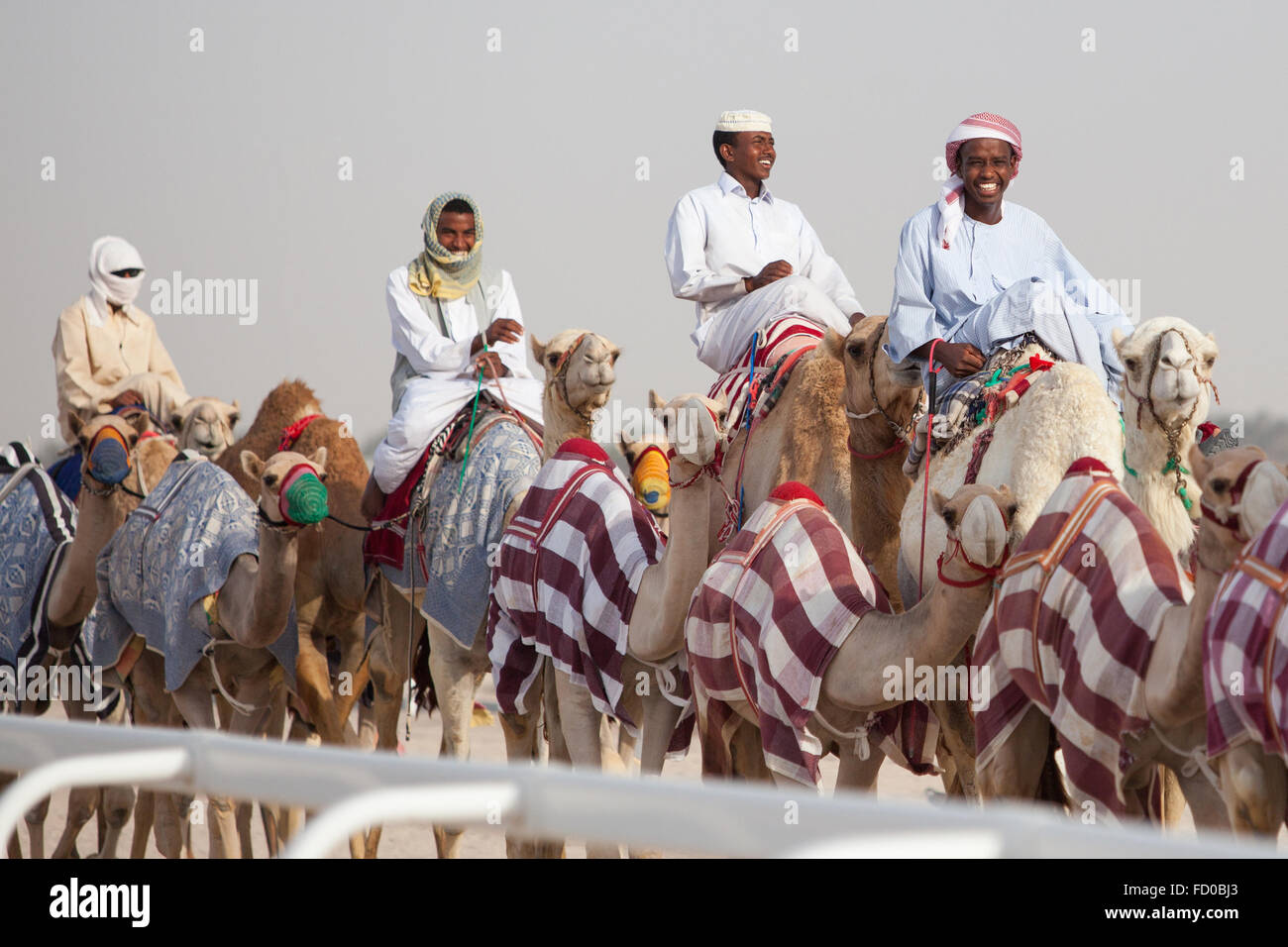 Training camels at Al-Shahaniya Camel Racetrack Stock Photo - Alamy
