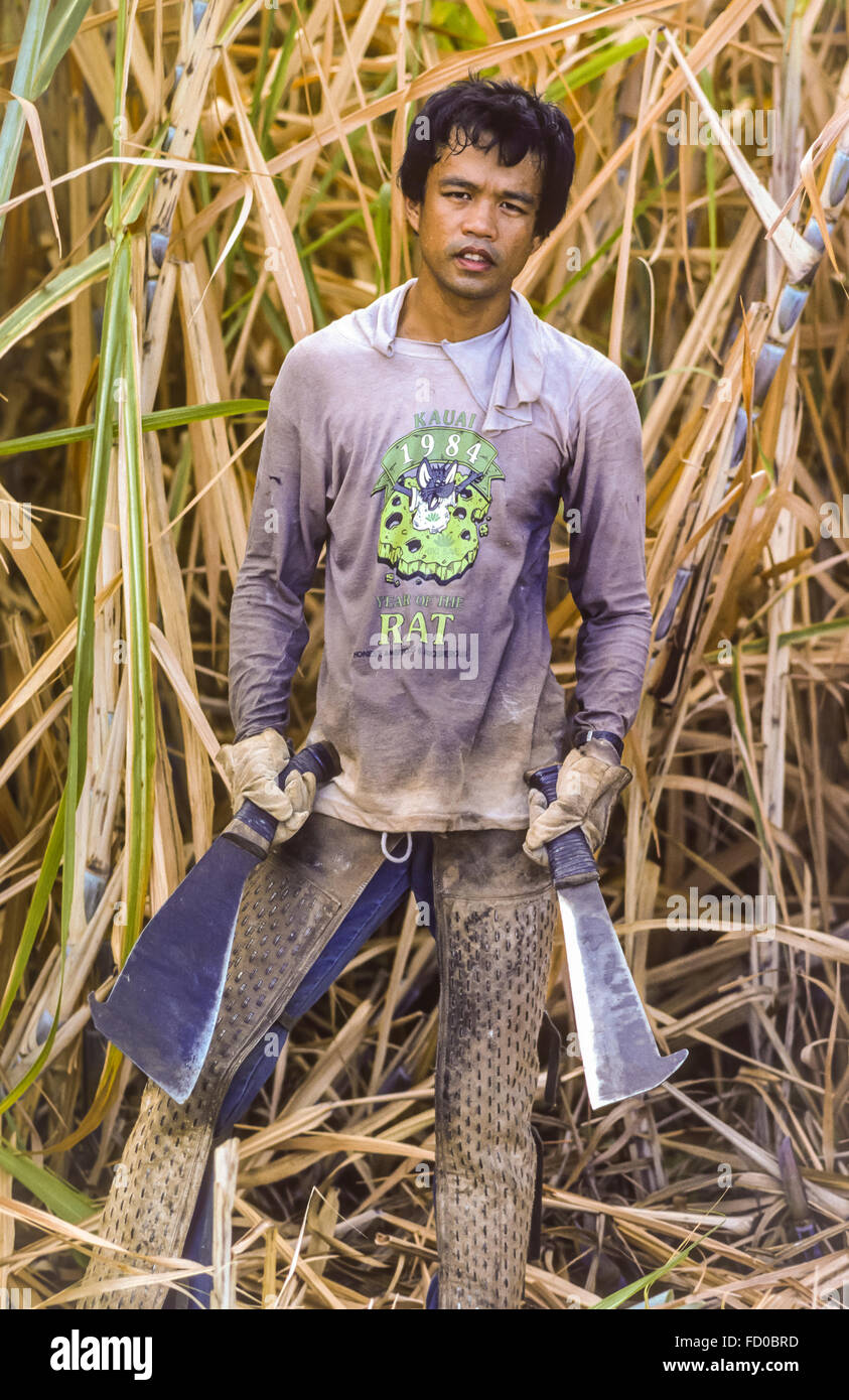 KAUAI, HAWAII - Sugar cane cutter with machetes in cane field on farm ...