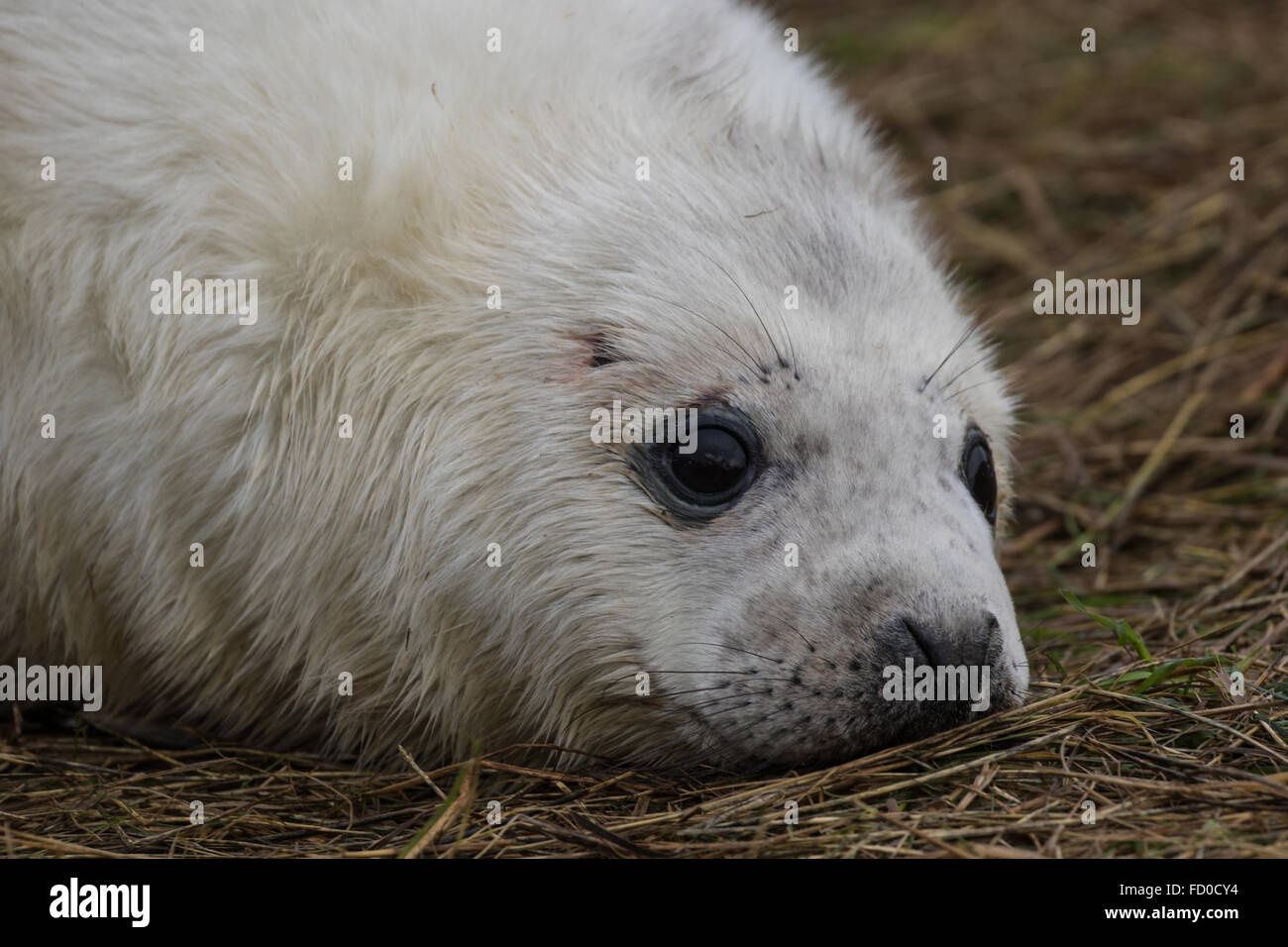 Grey Seal Pup in Grass Dune. In Winter. Donna Nook Stock Photo - Alamy