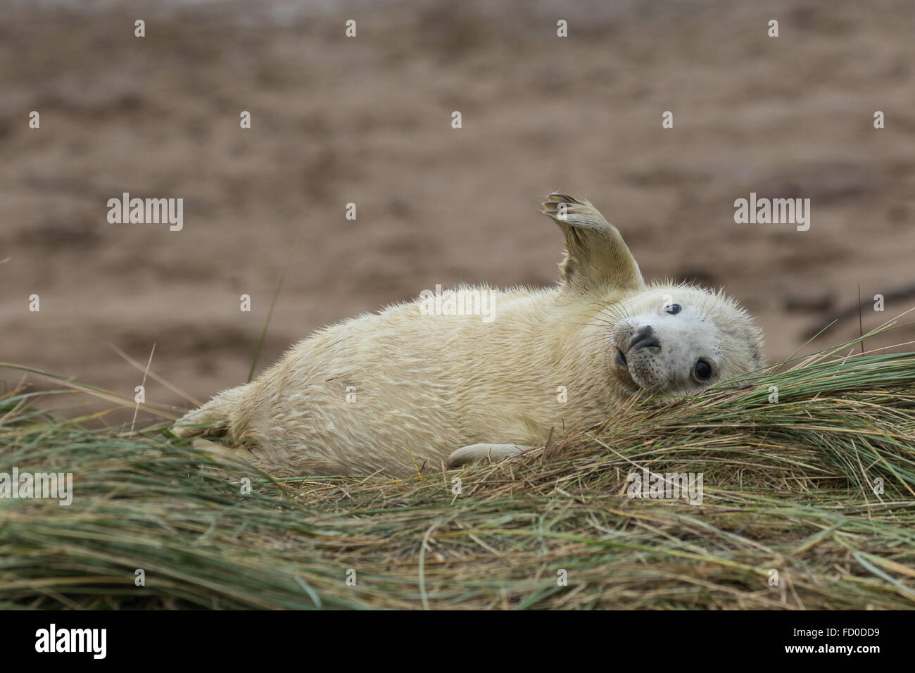 Grey Seal Pup in Grass Dune. In Winter. Donna Nook Stock Photo - Alamy