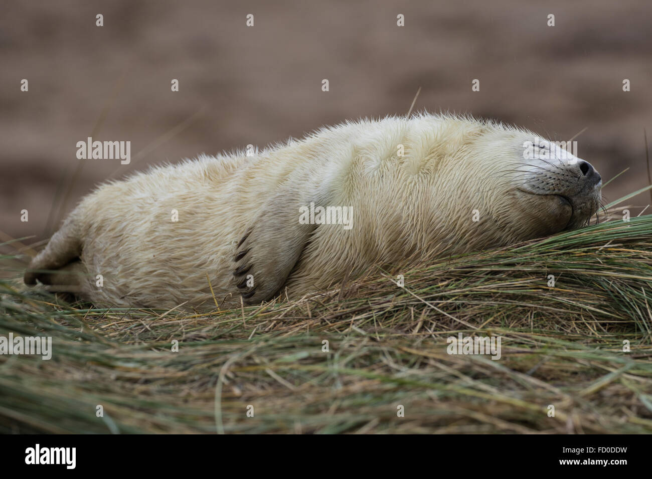 Seal pup in grass hi-res stock photography and images - Alamy