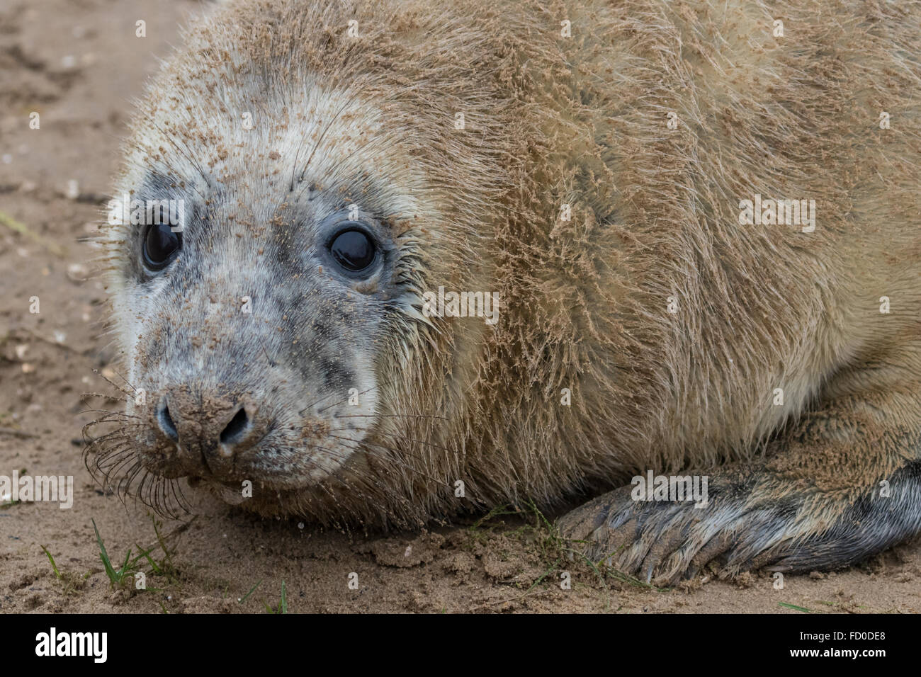 Grey Seal Pup in Grass Dune. In Winter. Donna Nook Stock Photo - Alamy