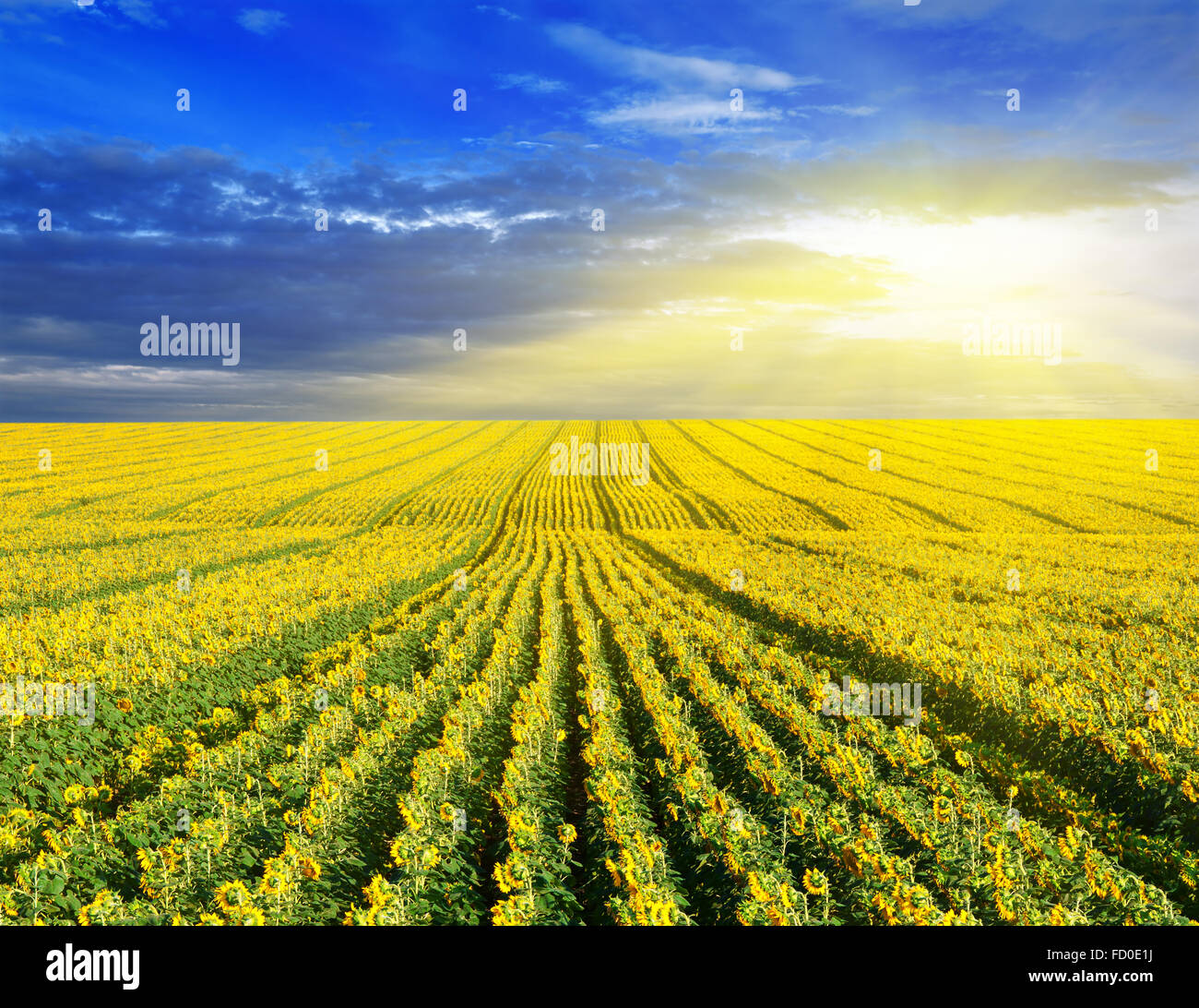 Sunflower field landscape hi-res stock photography and images - Alamy