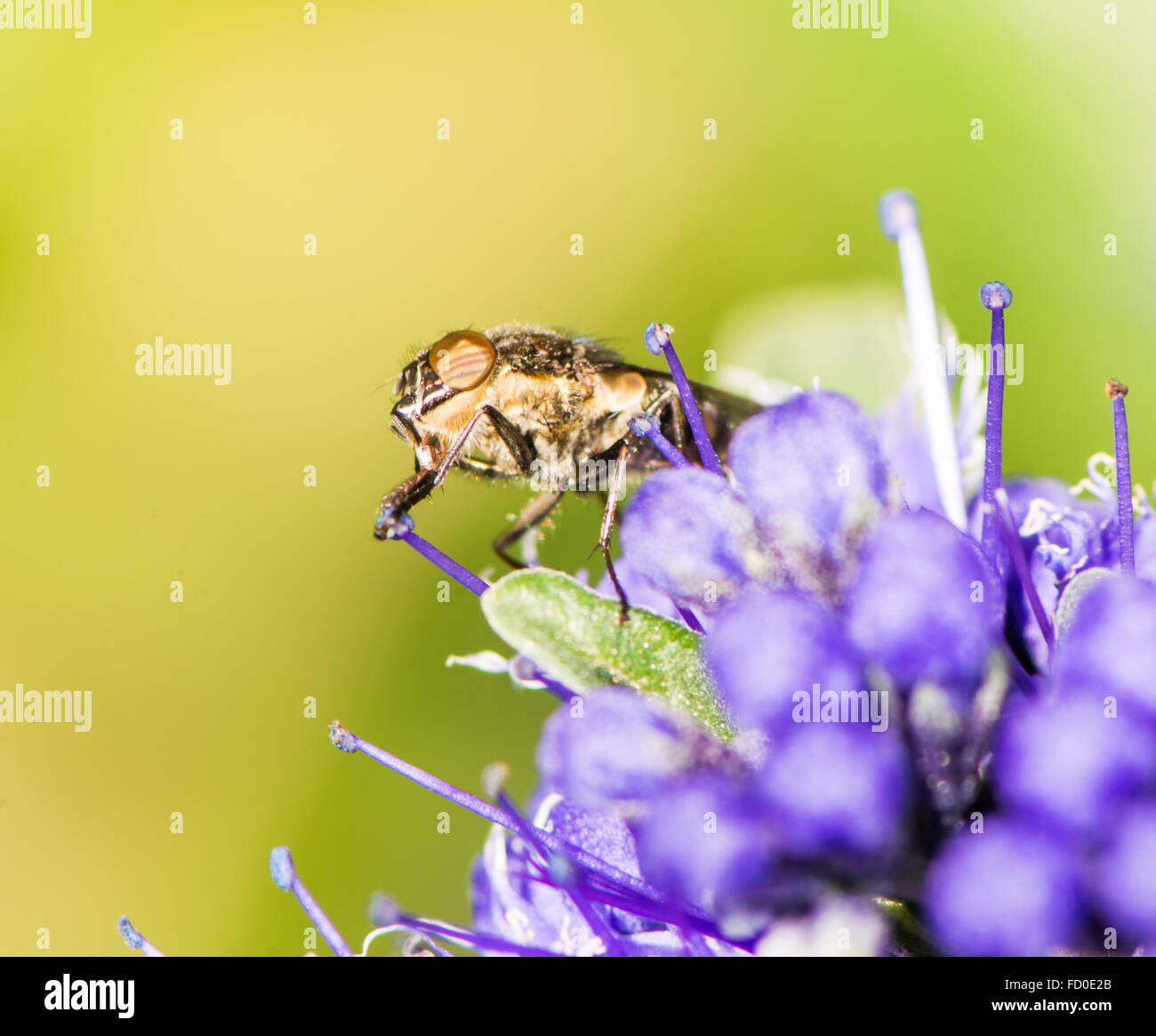 Compound flower hi-res stock photography and images - Alamy