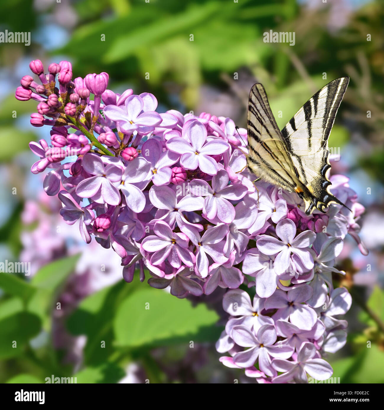 Butterfly purple lilac hi-res stock photography and images - Alamy