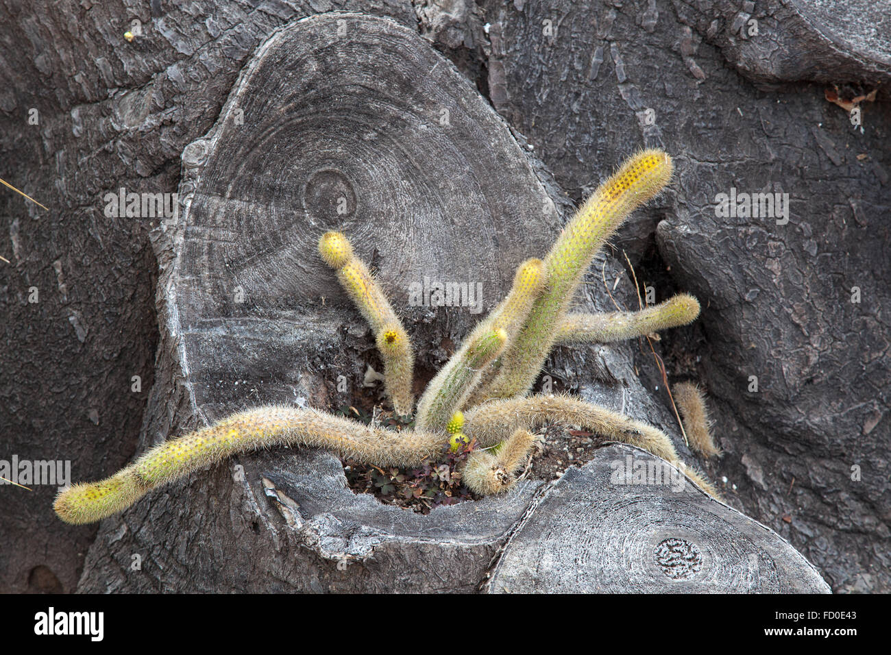 Cactus growing in dead tree trunk Stock Photo - Alamy