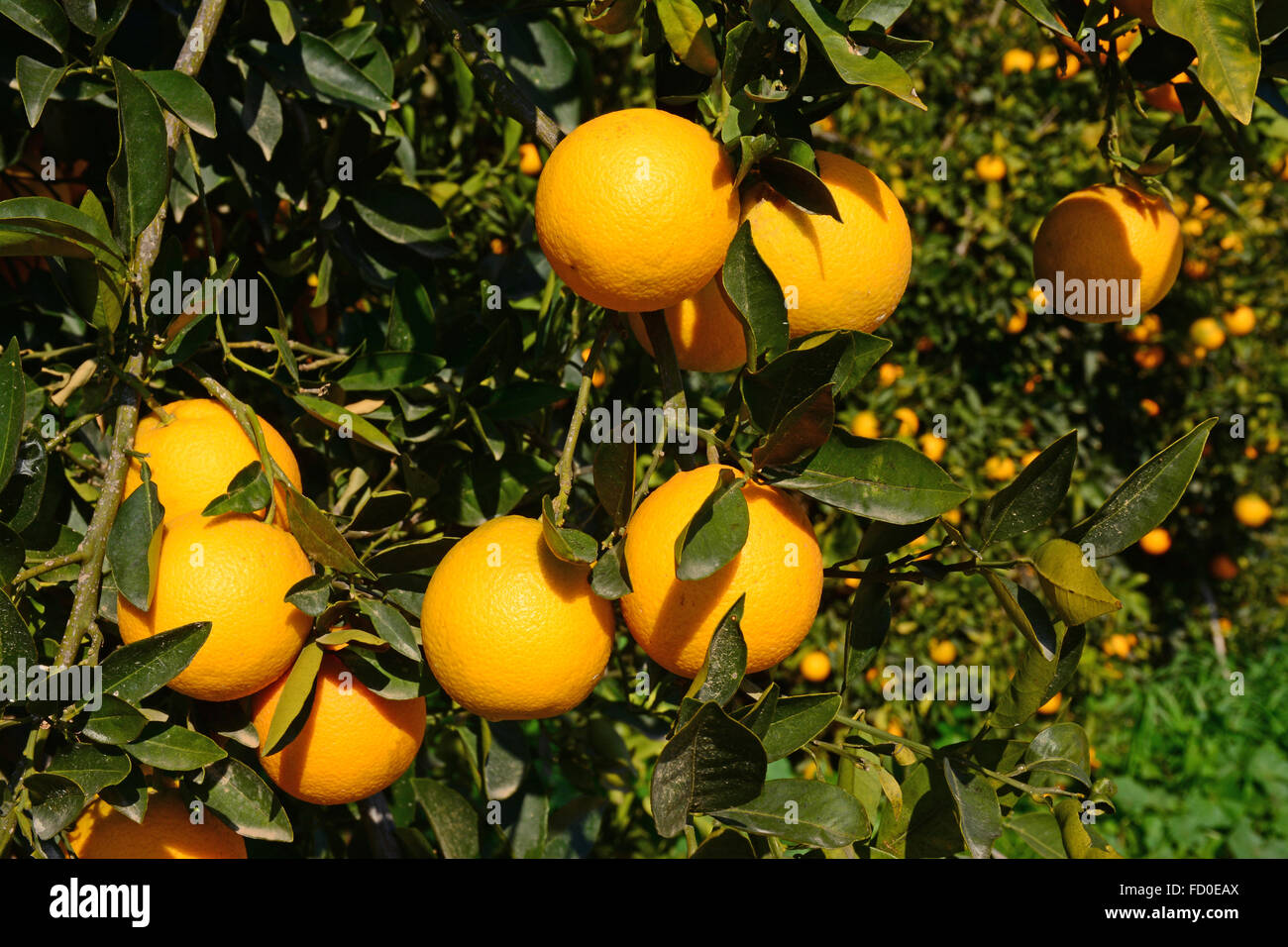 Orange farm winter tree hi-res stock photography and images - Alamy