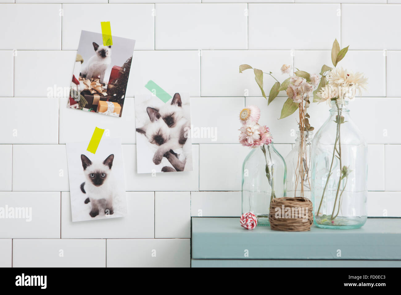 Photos of cat attached on the wall Stock Photo - Alamy