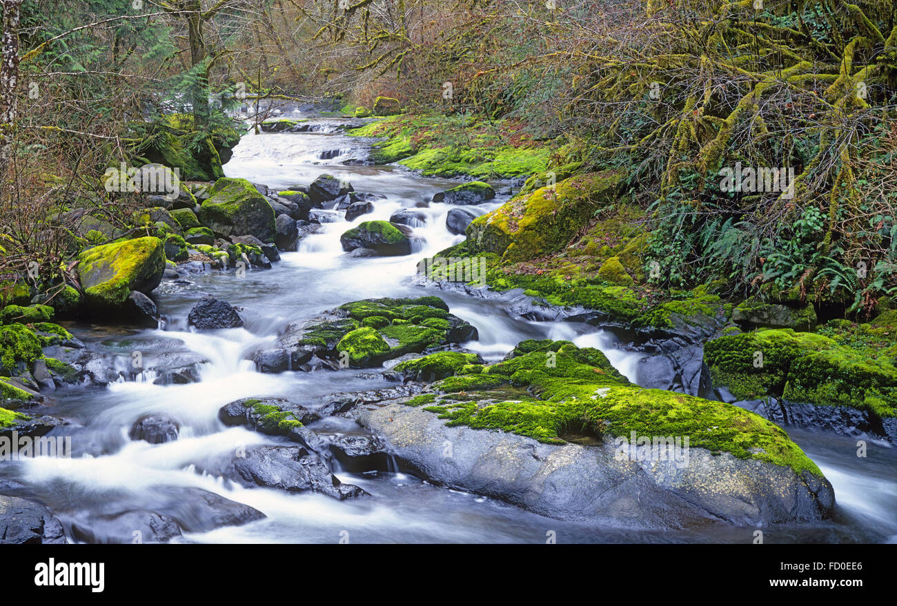 The moss covered rocks along the shore of Sweet Creek, in the Coast ...