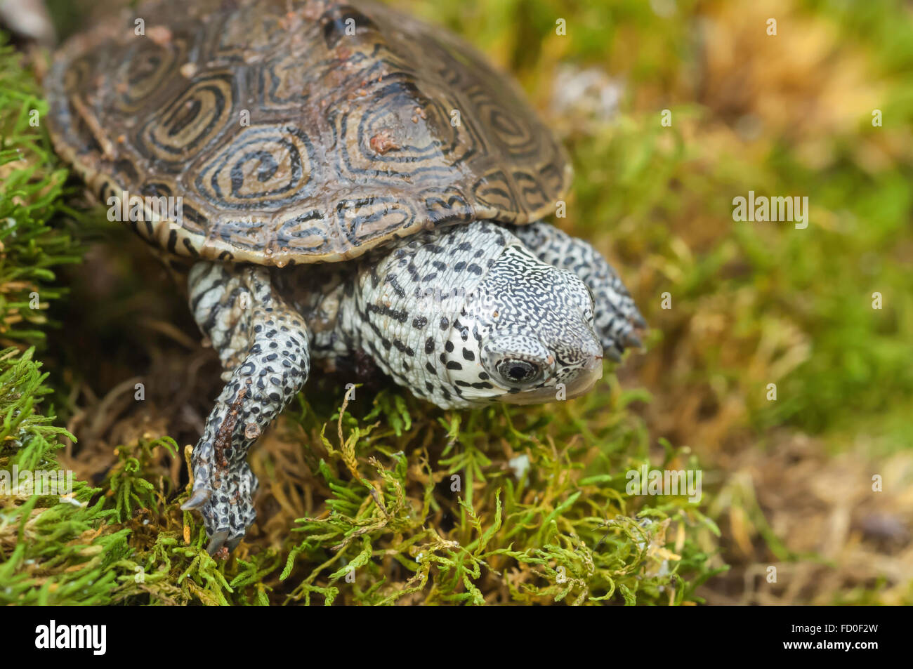 Northern diamondback terrapin, Malaclemys terrapin terrapin, native to ...