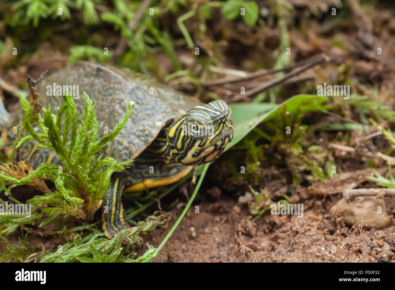River cooter, Pseudemys concinna, native to central and eastern United ...